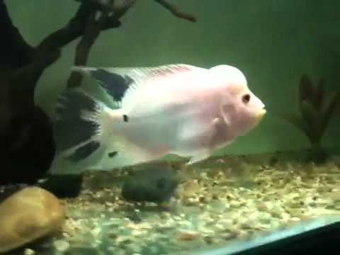 My young zz fader flowerhorn - YouTube