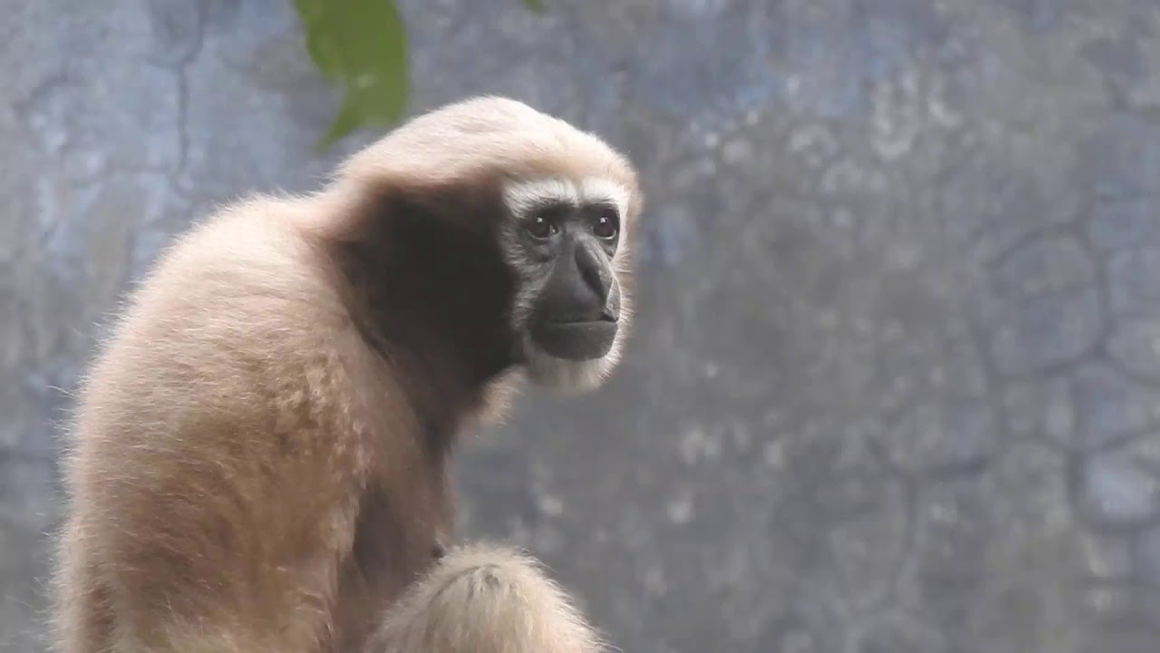 Hollock Gibbon sound or call - delhi zoo - YouTube