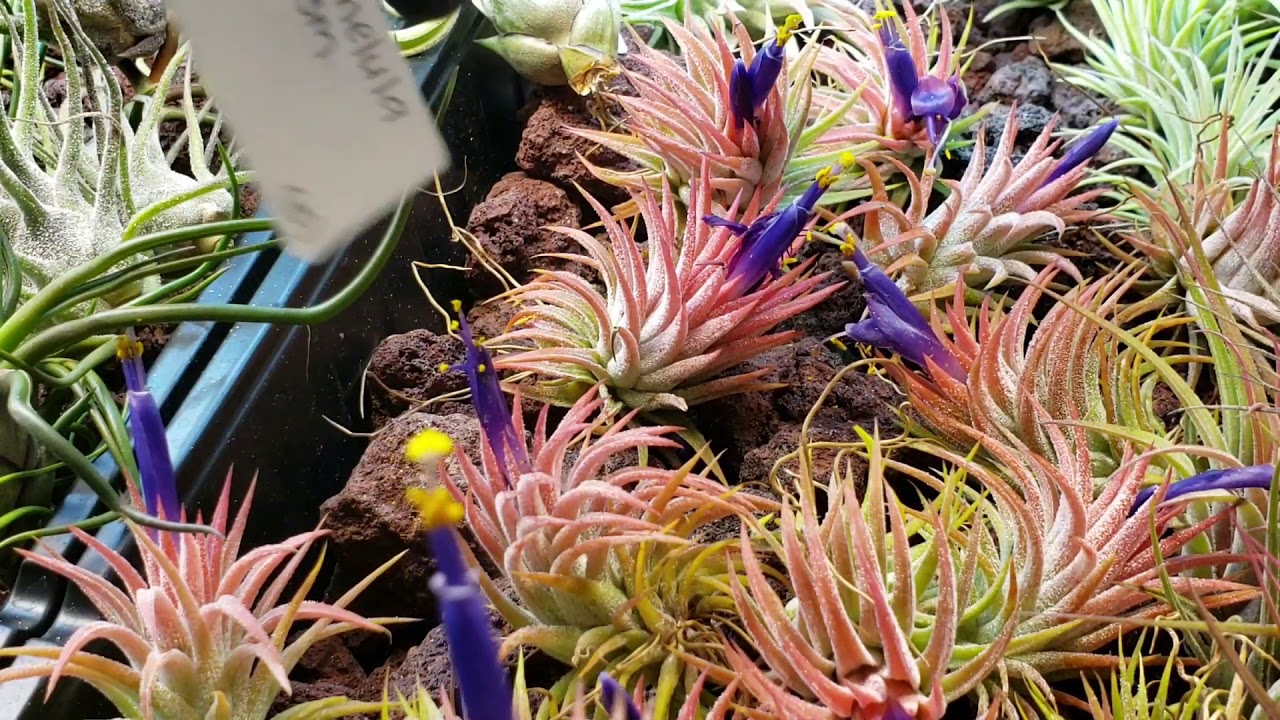 How to pollinate your 'Air Plant' - YouTube