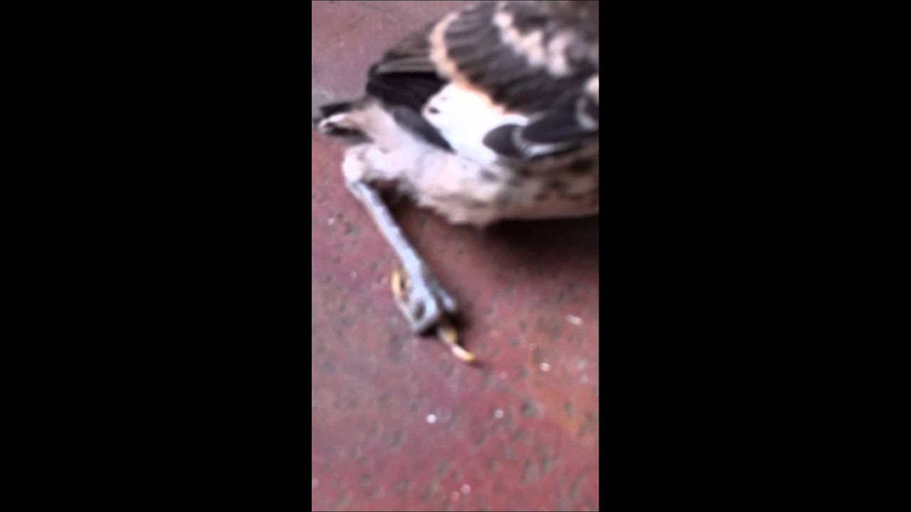 WTF Retard Bird - YouTube