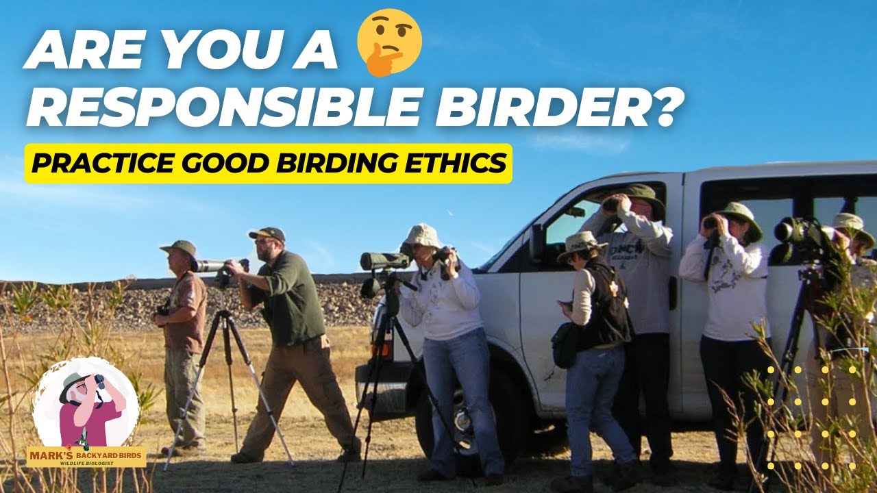 Essential Tips For Being a Responsible Birder - YouTube