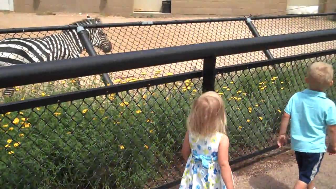 Walking with the Zebra - YouTube