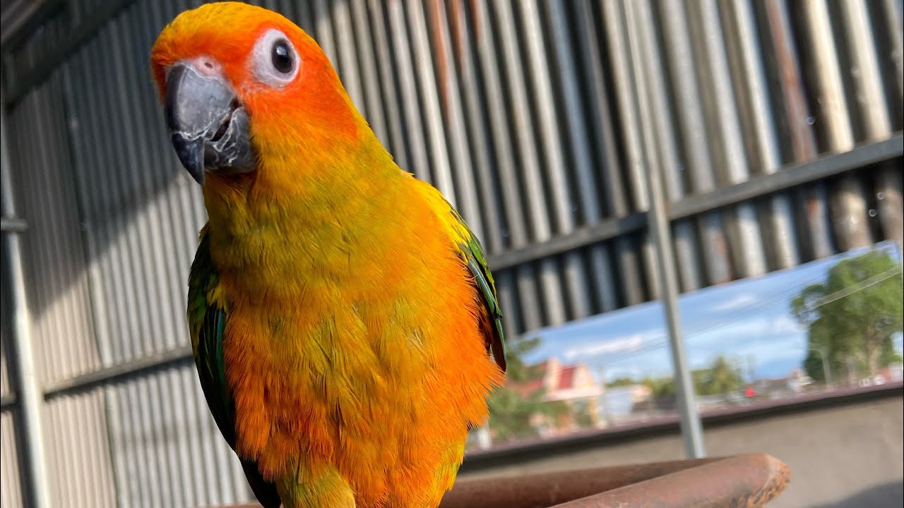 Cách huấn luyện qua tay và tập làm trò cho bé Sun Conure. - YouTube