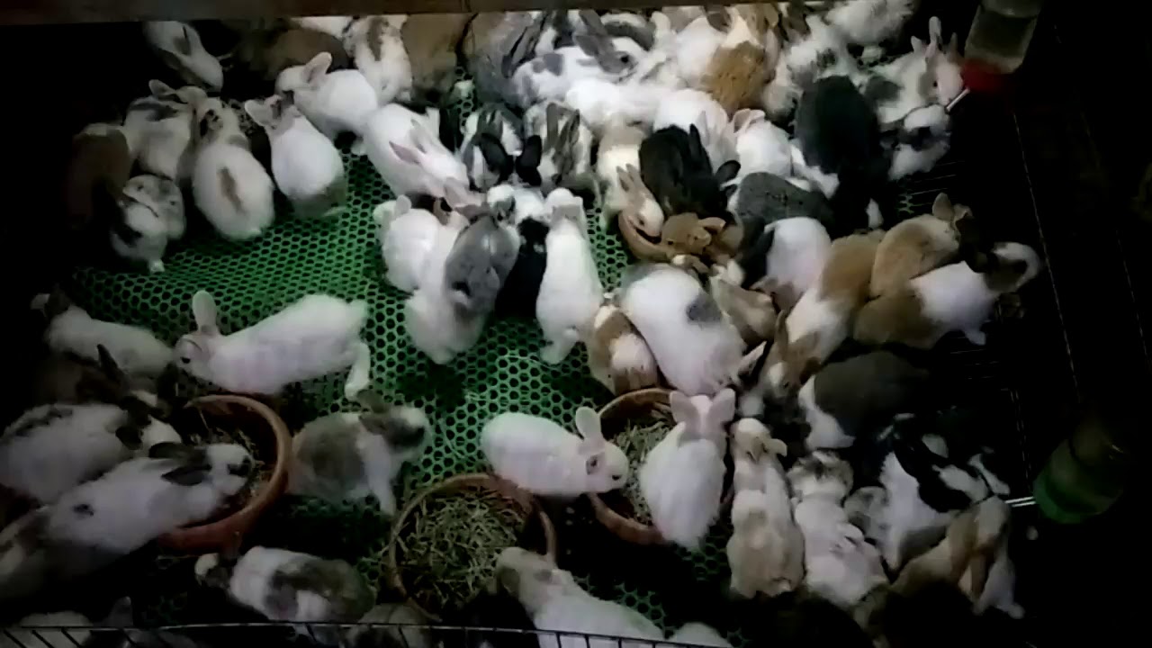 Wow! alot of Rabbits, baby rabbit, cute rabbits, lovely rabbit. small ...