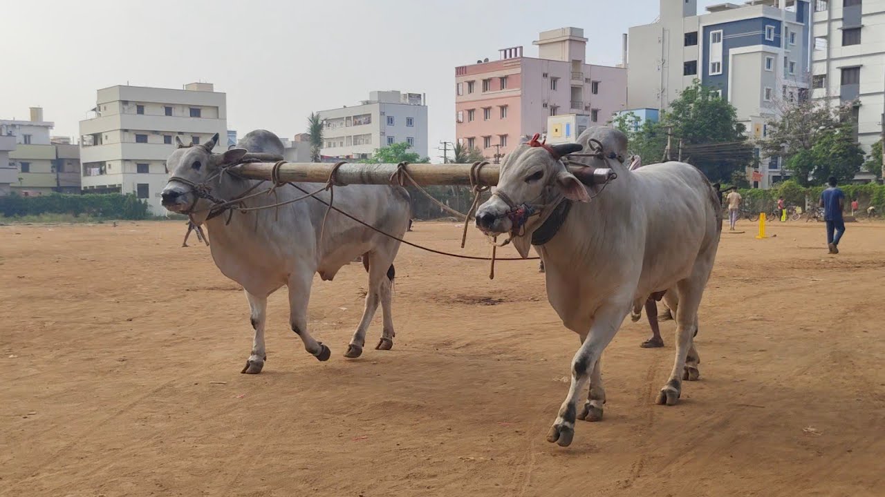 DVR memorial new catagory bulls kanuru - YouTube