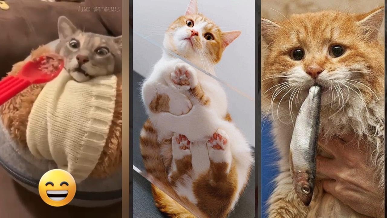 Cat Lover ️ kitten meowing crying 😅 #magicmewtv Ep 1412 - YouTube