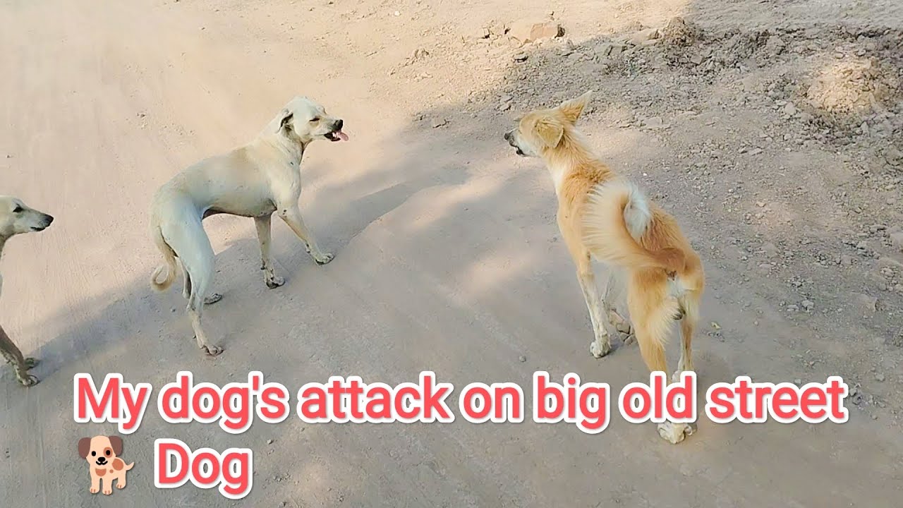 My Dogs fight with big white street dog - YouTube