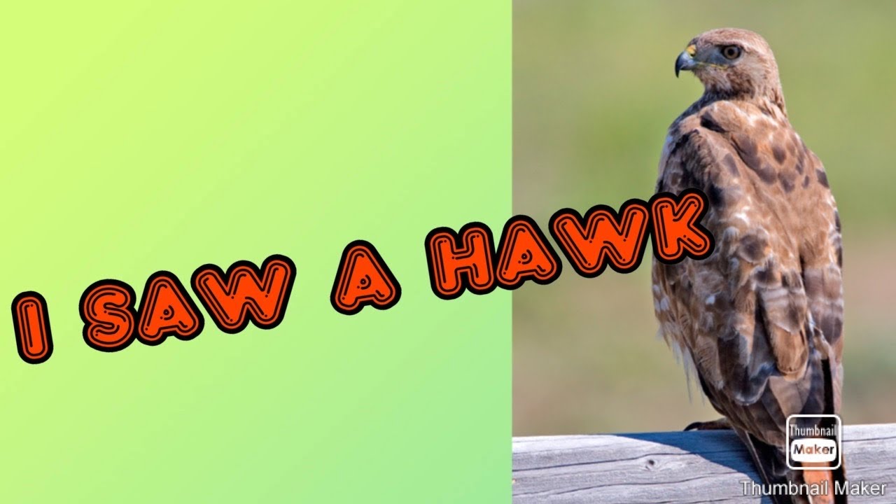i saw a hawk on my walk - YouTube
