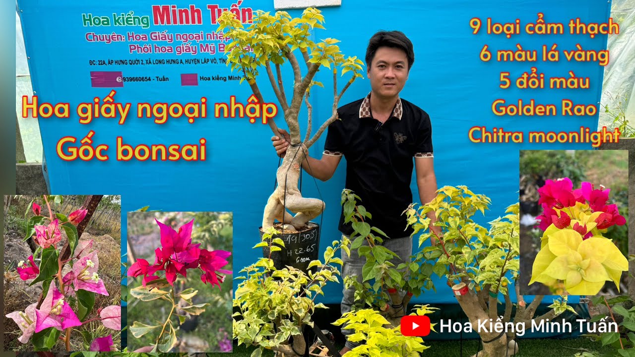 30/5:GL 9 màu cẩm thạch,6 màu lá vàng,5 loại đổi màu,5 màu kép chùm ...