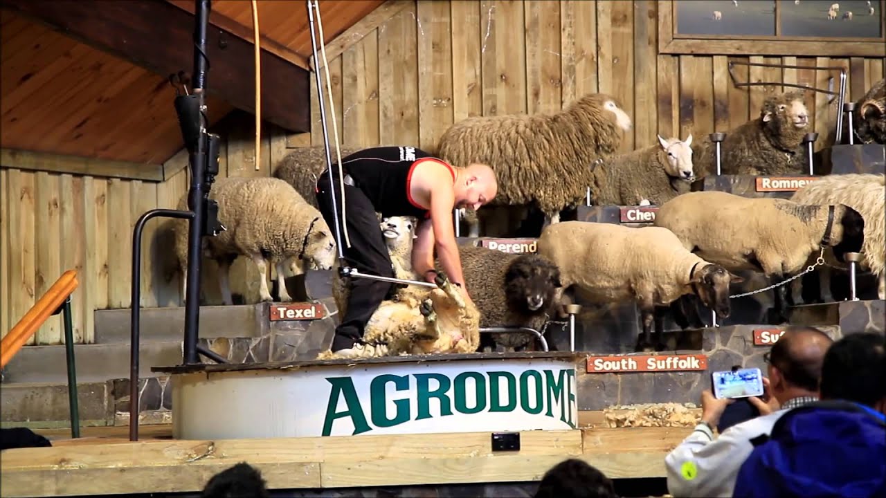 Sheep Shearing at the Agrodome - YouTube