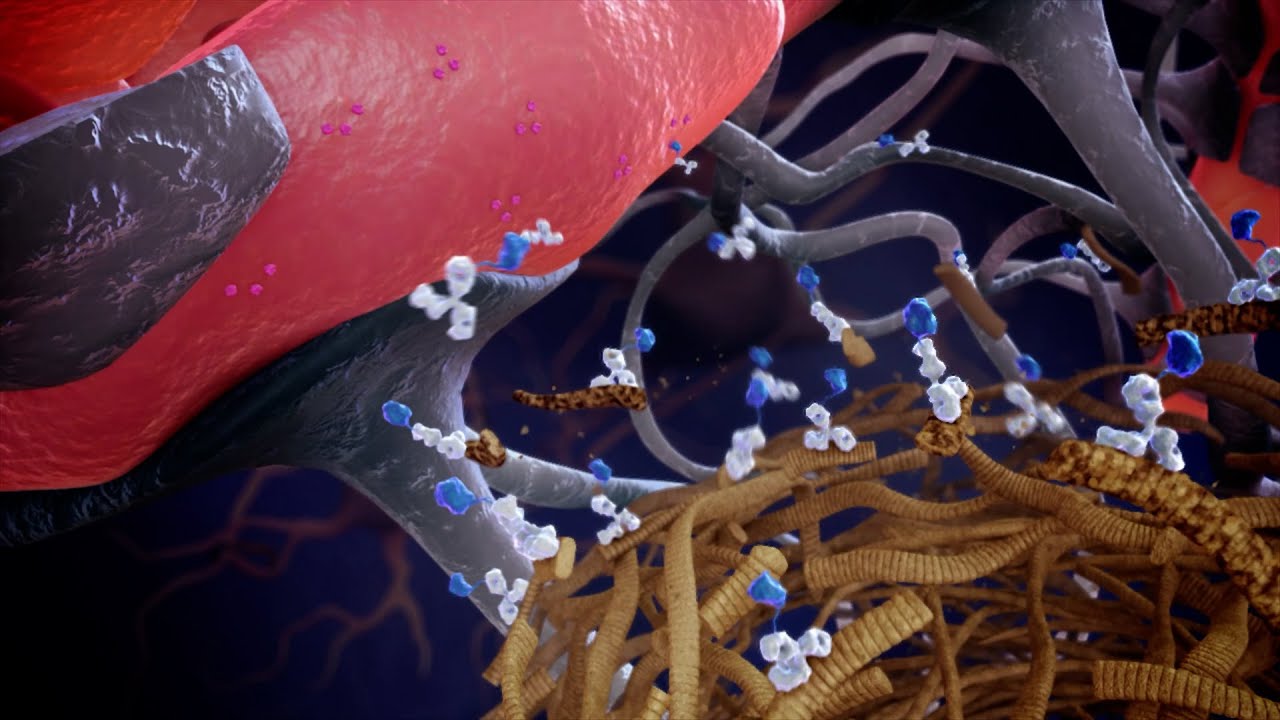 Blood Brain Barrier | MOA Animation - YouTube