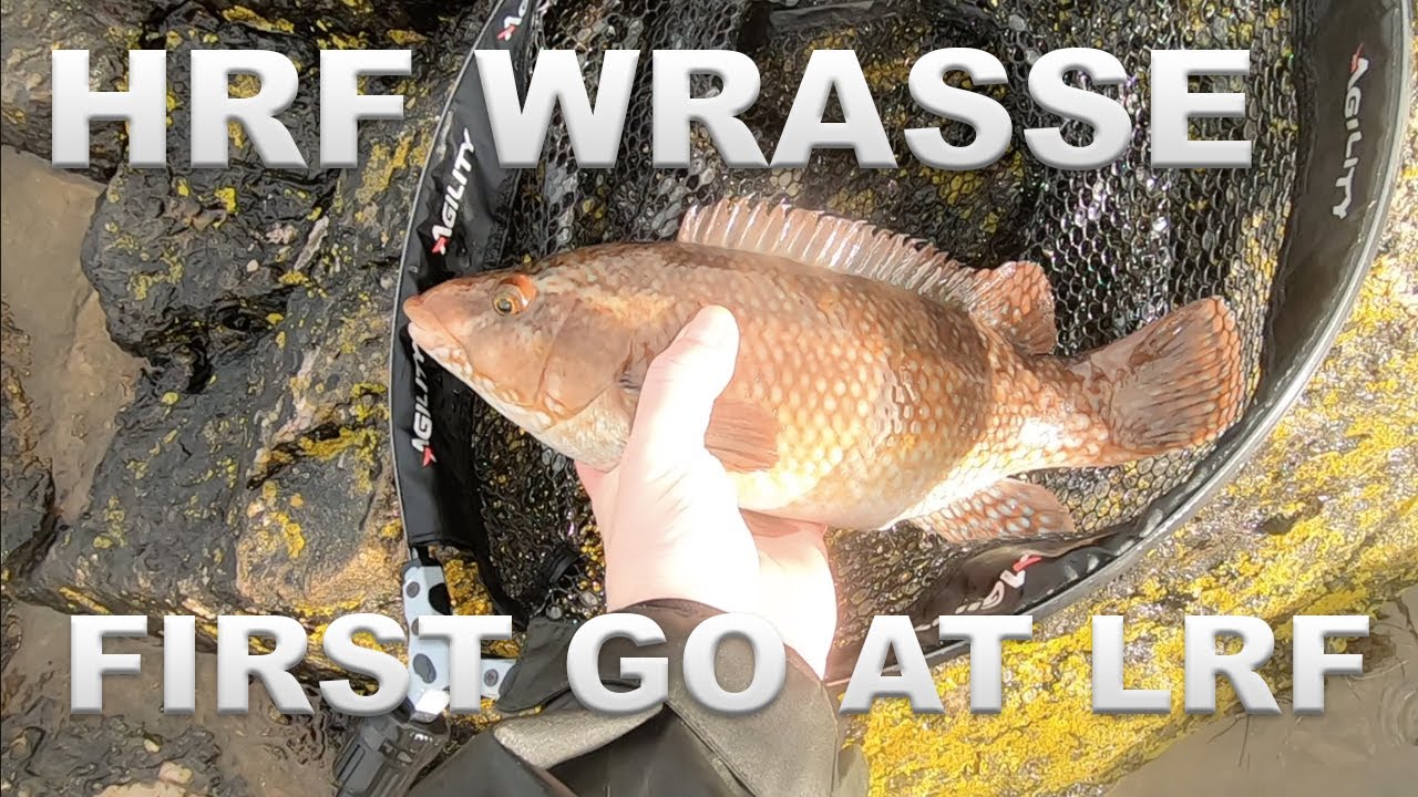 Lure fishing - Free Rig - HRF - February Wrasse with first attempt at ...