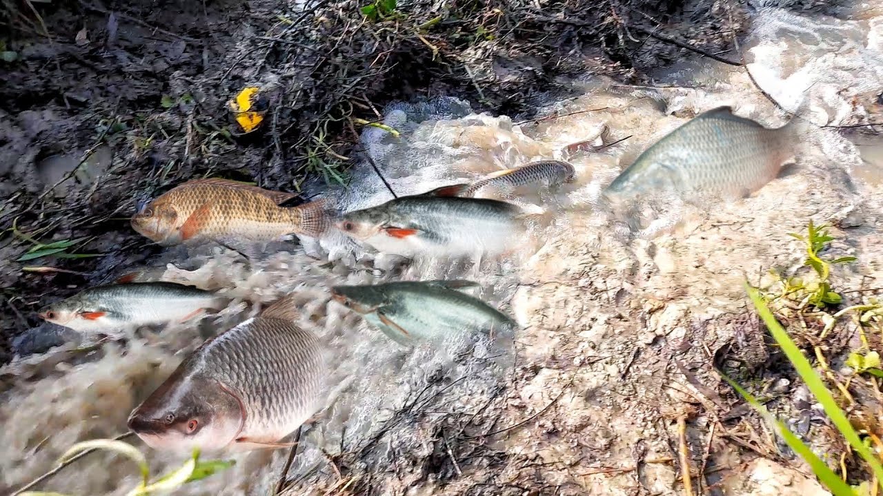 It is really and believable to see the fish rising in the rain water ...