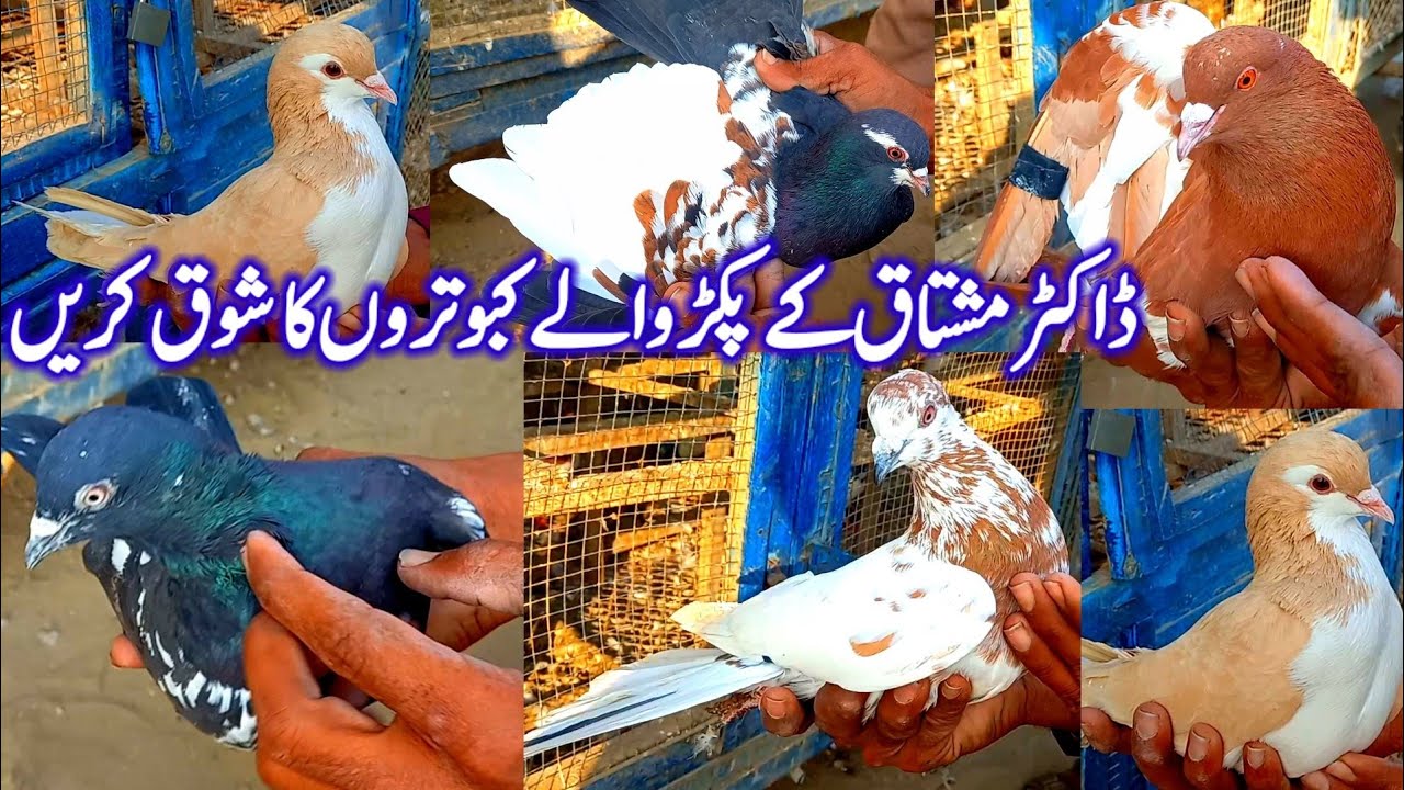 Mushtaq's Hobby of Pigeons | Pakar ke Kabutar | Kabootar Bazi | Pigeon ...