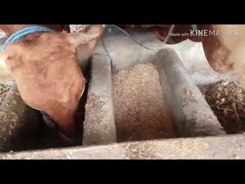 Intip isi kandang cah ngarit 2020 terbaru