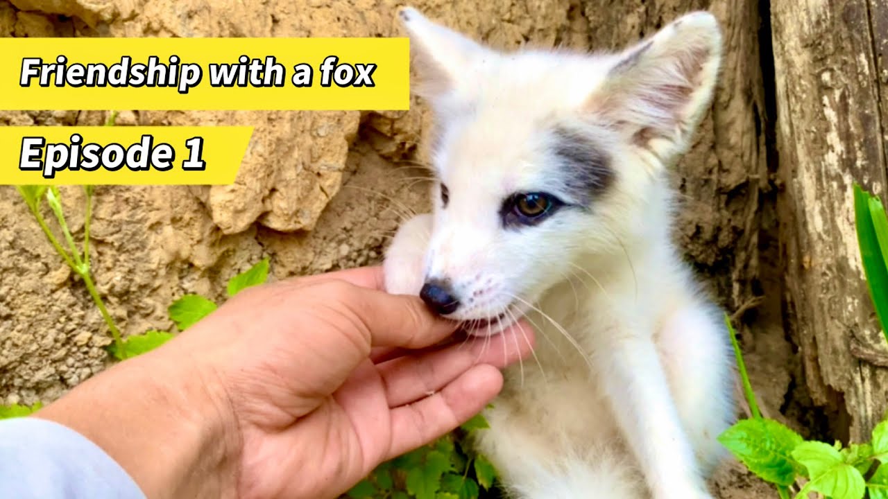 The process of making friends with the fox 🦊 and the heartwarming story ...