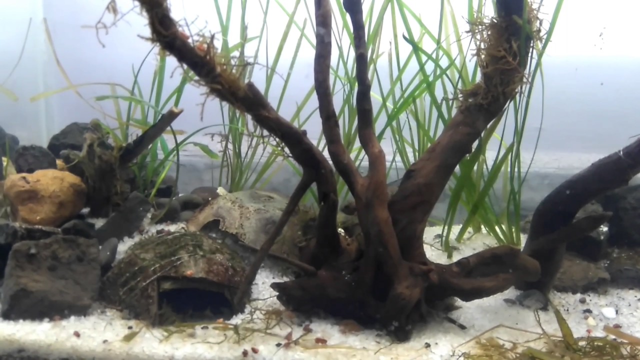 Blue Badis Biotope Setup - YouTube