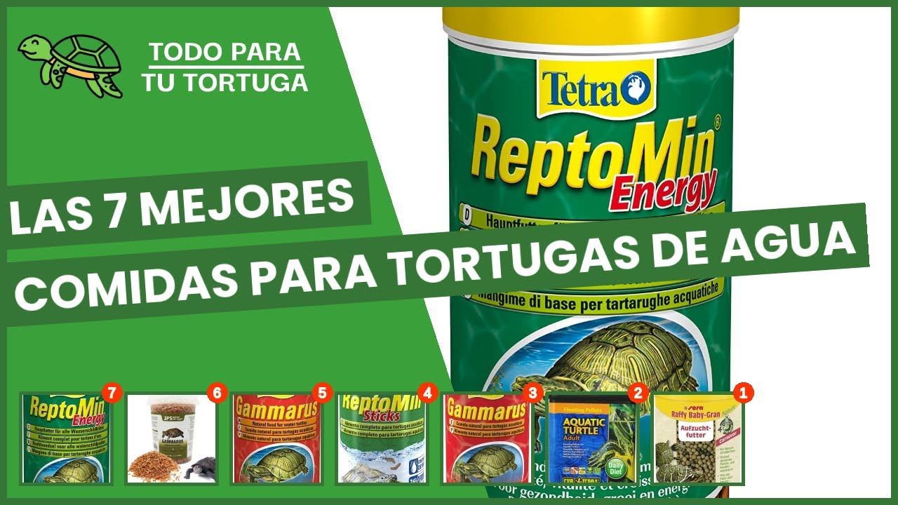 Las 7 mejores comidas para tortugas de agua - YouTube