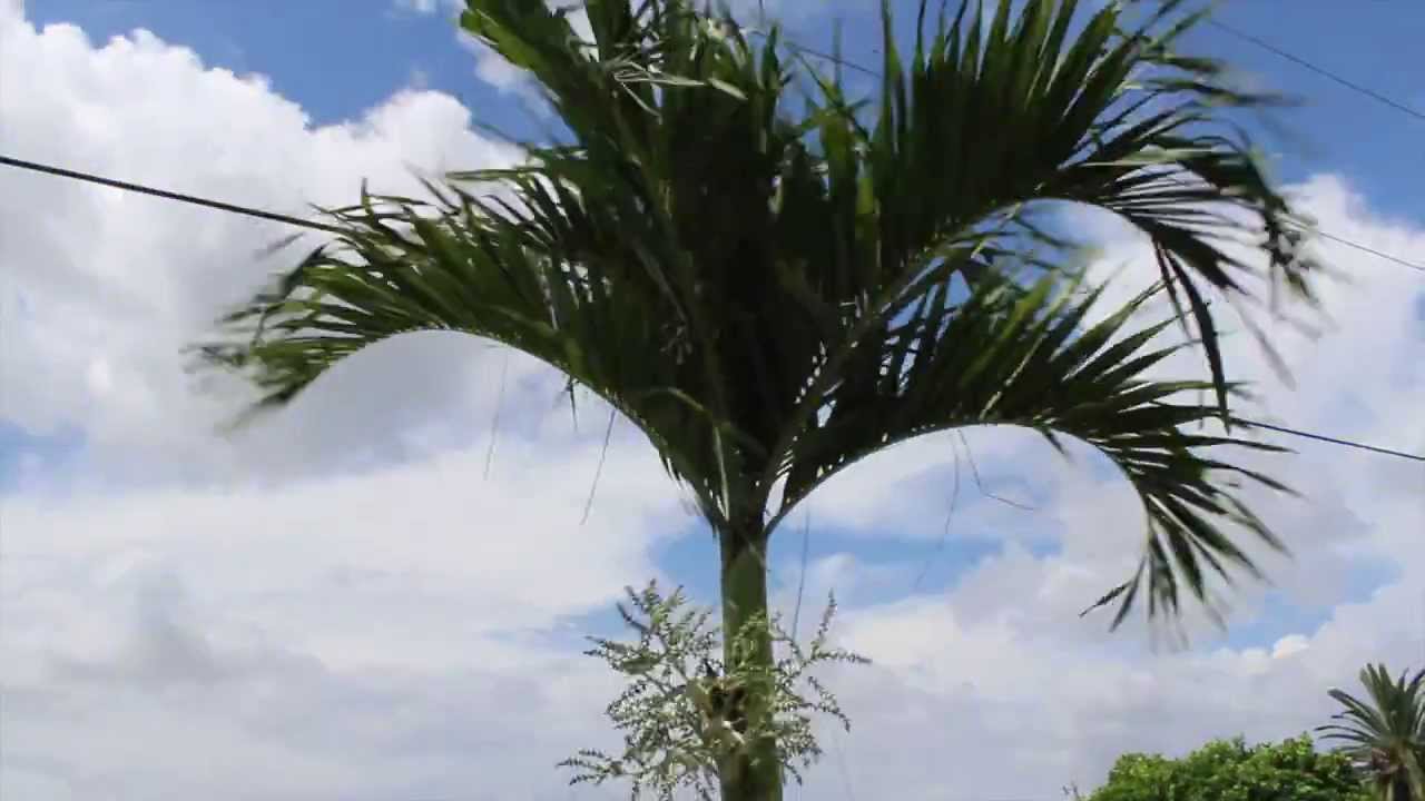 Rave Tree Reloaded - YouTube