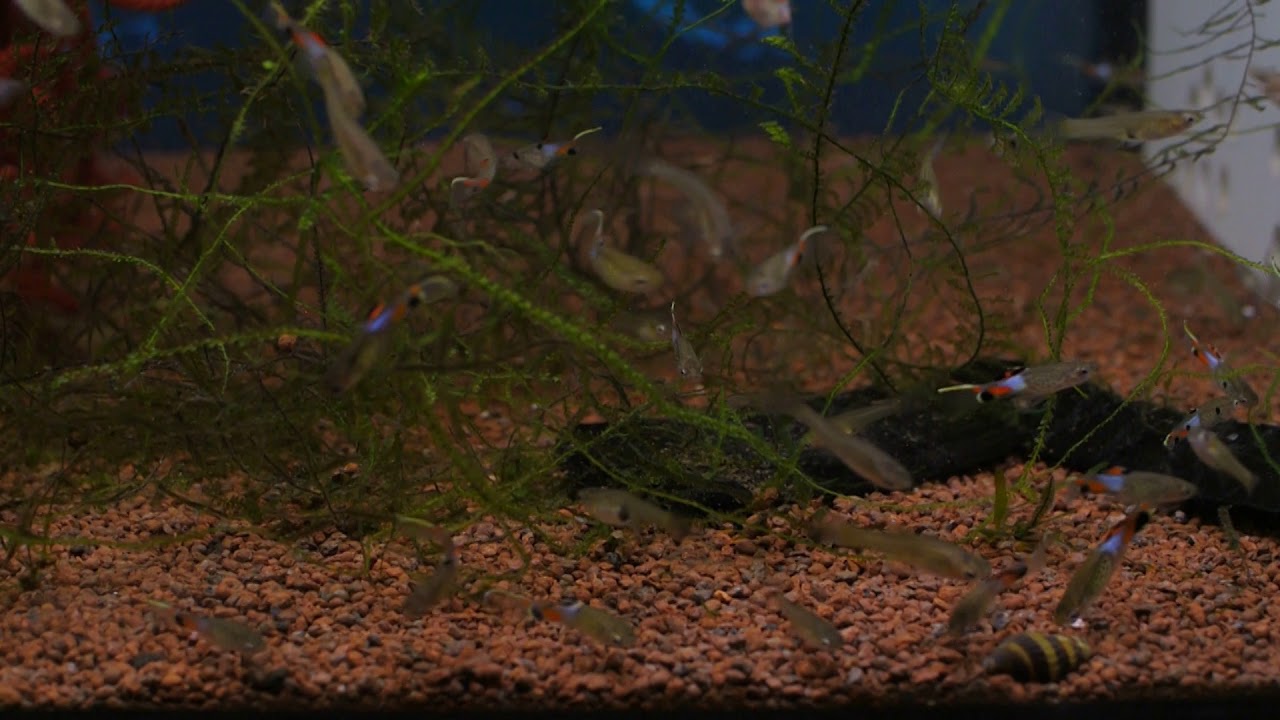 Poecilia wingei Campoma No. 31 Blue snake - YouTube