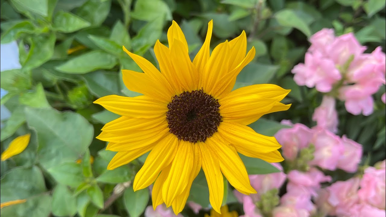 Type kind of flowers / bermacam macam bunga indah - YouTube