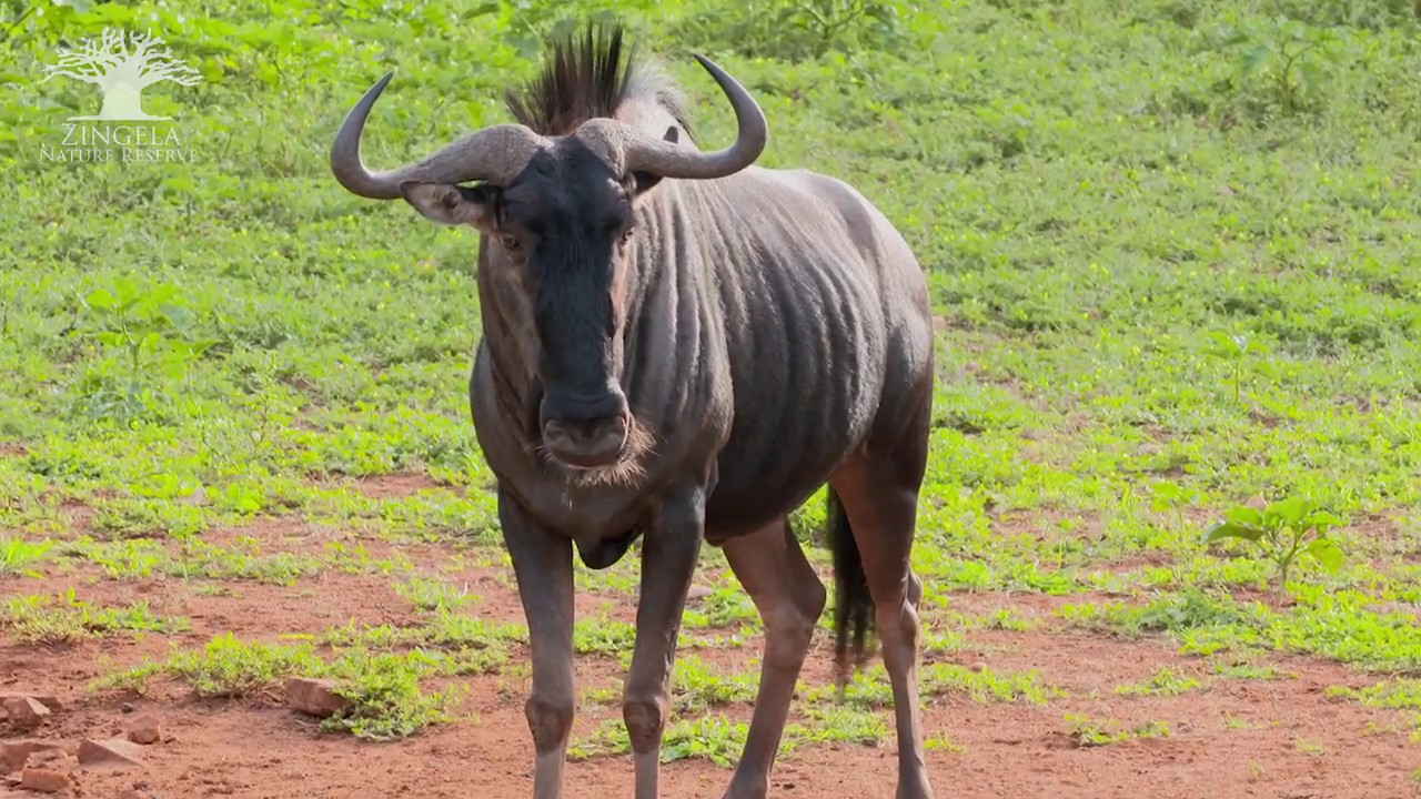 Zingela Nature Reserve Introduction - YouTube