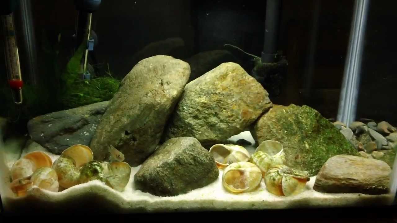 5 Gallon Shell Dweller Tank Rescape - YouTube