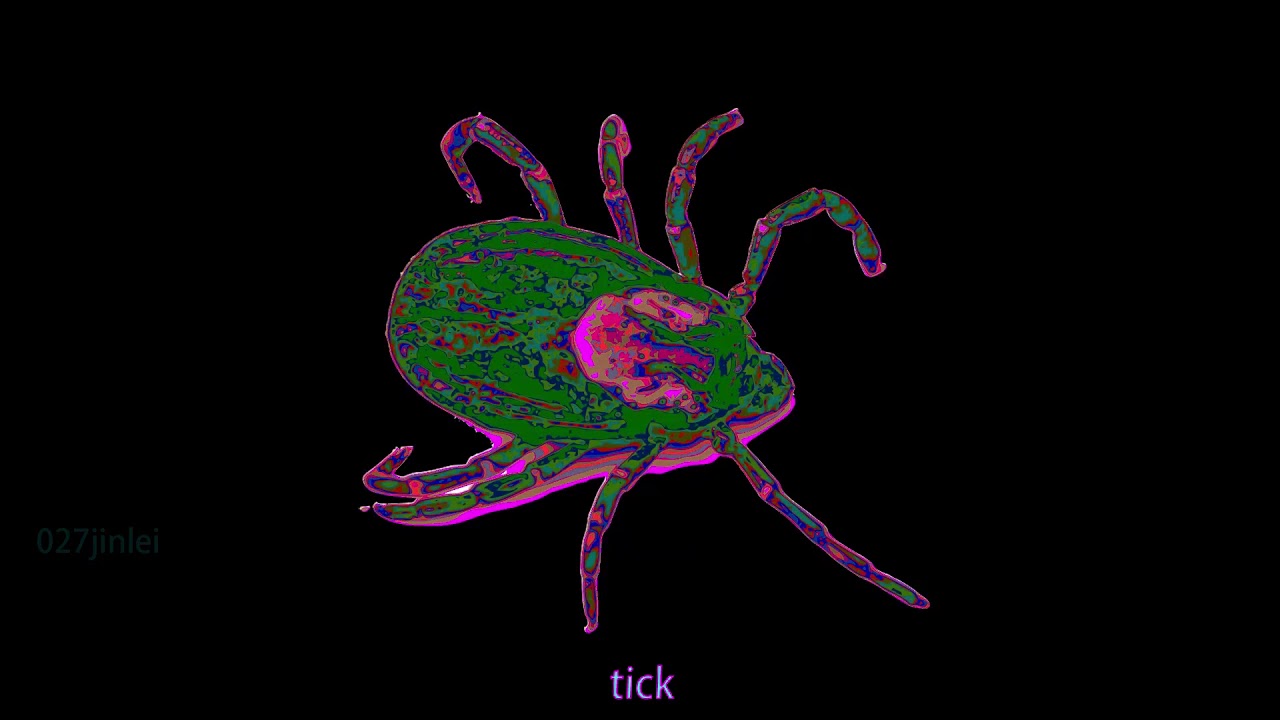 tick garrapata - YouTube