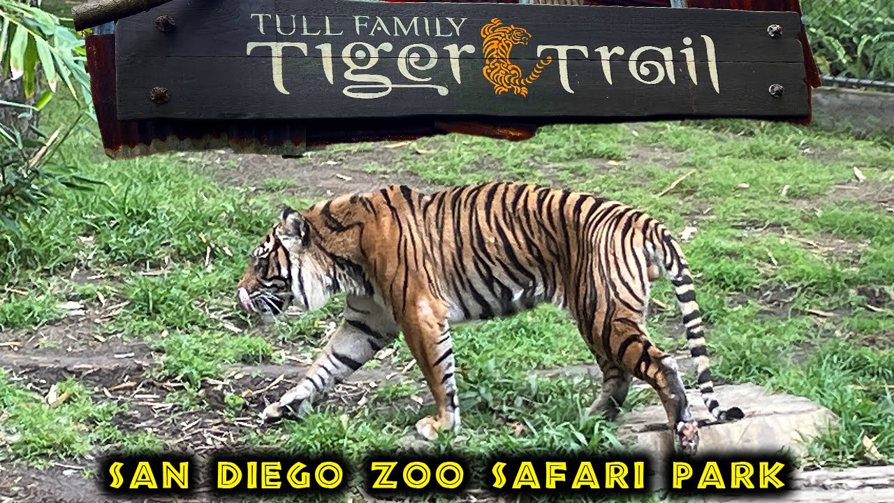 🐅 TIGER TRAIL Adventure at San Diego Zoo Safari Park | Up-Close with ...