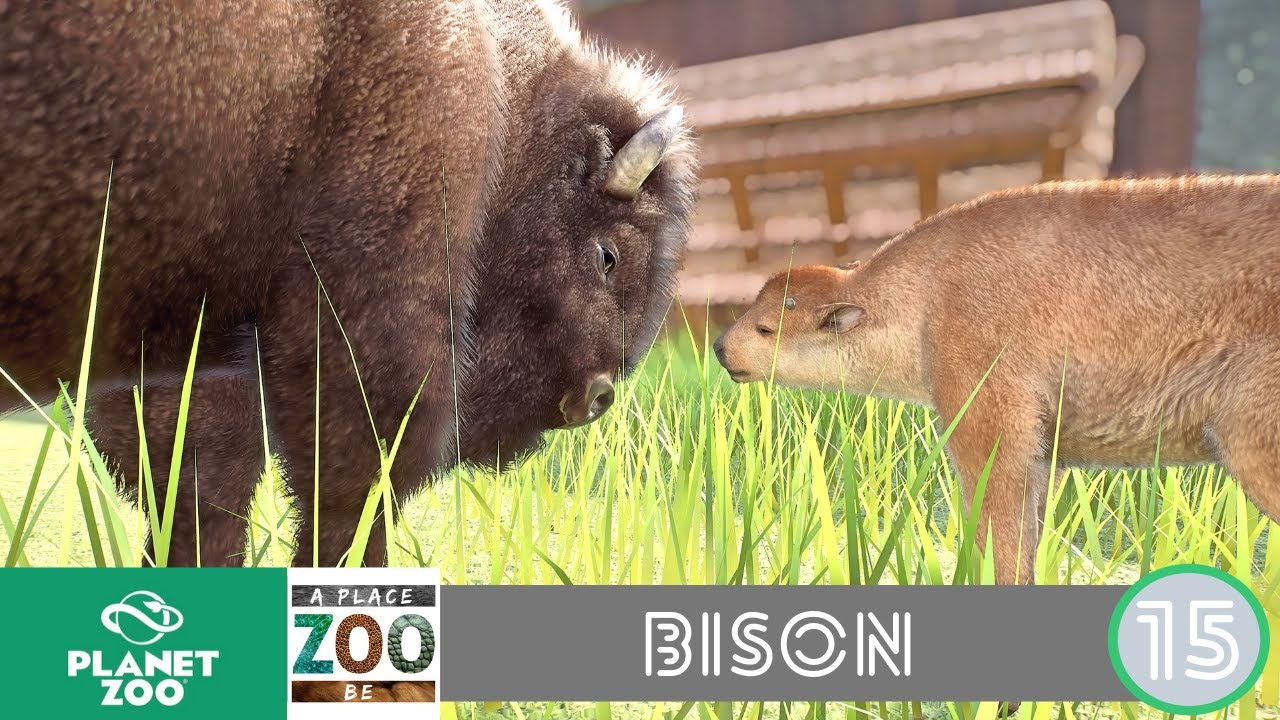 American Bison Speedbuild - Planet Zoo Franchise -[S01E15] - YouTube