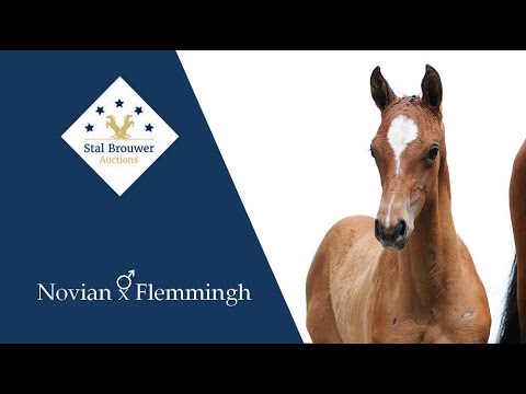 Novian x Flemmingh stallion - YouTube
