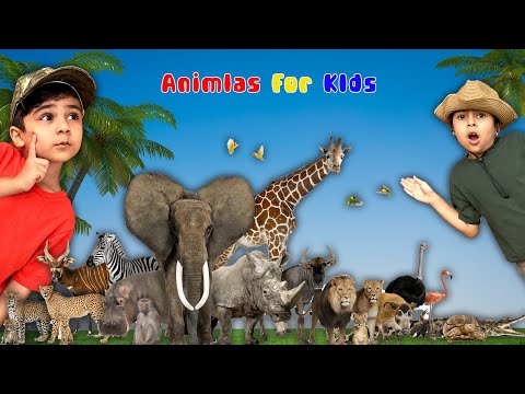 Animal Compilation Video For Kids | Funny and Educational video about animals by Atrin and Soren