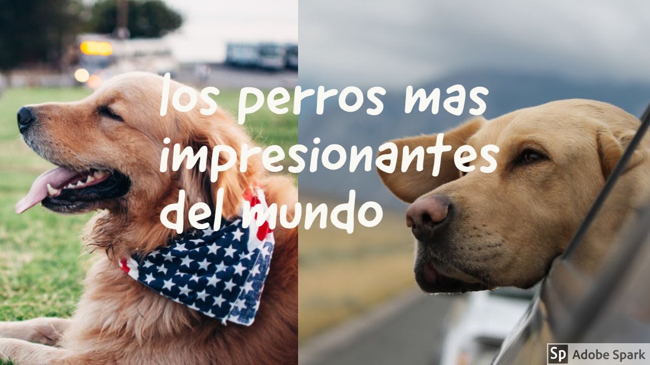 VIDEOS DE LOS PERROS ESPONTANEOS Y INTELIGENTES DEL MUNDO - YouTube