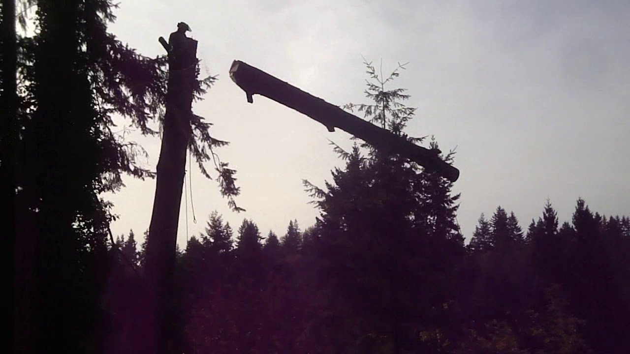 Taking down a Tree - YouTube