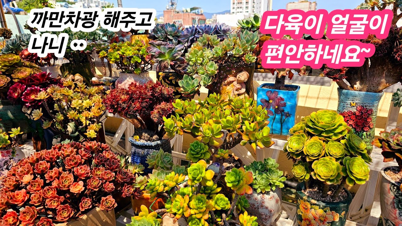 미미네옥상다육소식🌸다육이까만차광과 선선한바람 약간의습으로 다육이얼굴이 편안하네요옥상노지다육옥상다육키우기💖2575