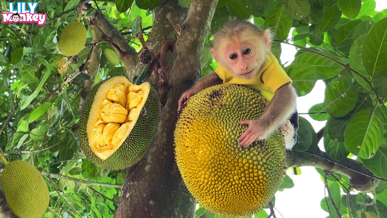 So great! Monkey Lily helps dad pick jackfruit in the garden - YouTube