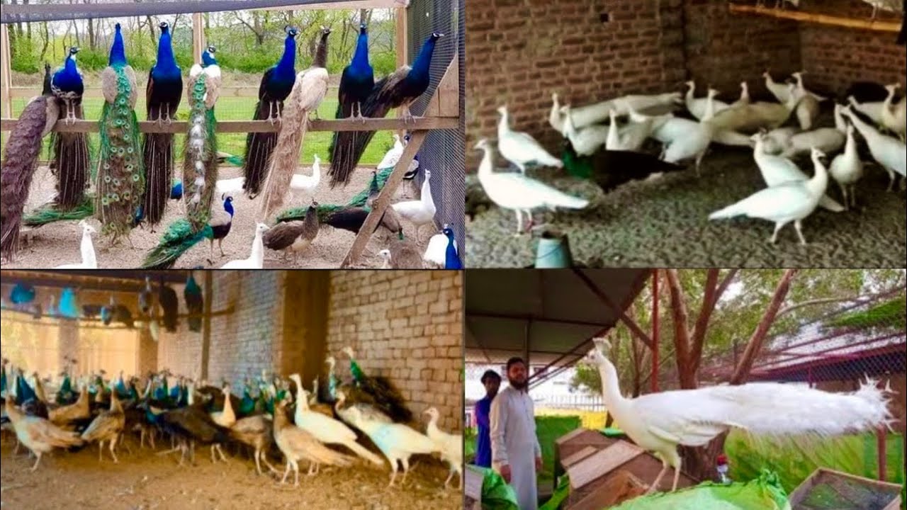 Peacock Hen Hatching Eggs, 600 Mor Ka Breeding Farm, Mor ka Dance ...