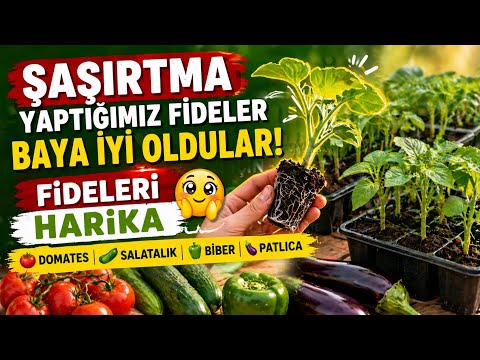 Şaşırtma yaptığımız fideler Baya Iyi Oldular! Fideleri Harika | Domates, Salatalık, biber, patlıca🫠