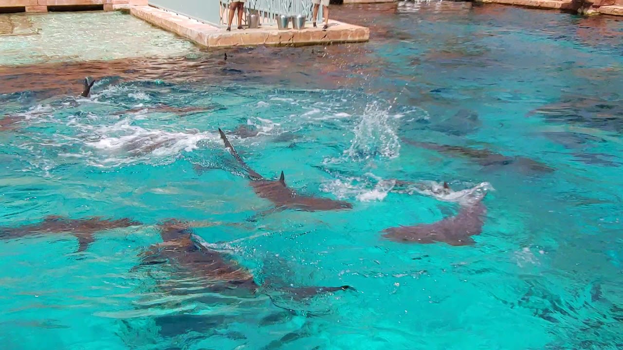Feeding sharks Mayan Temple Atlantis Bahamas Paradise Island - YouTube
