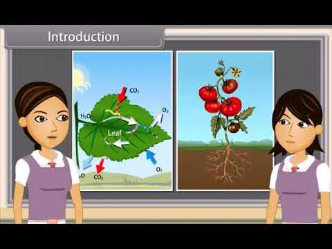 Standard 10 Science chapter 5 Life Processes 4 Quick revision - YouTube
