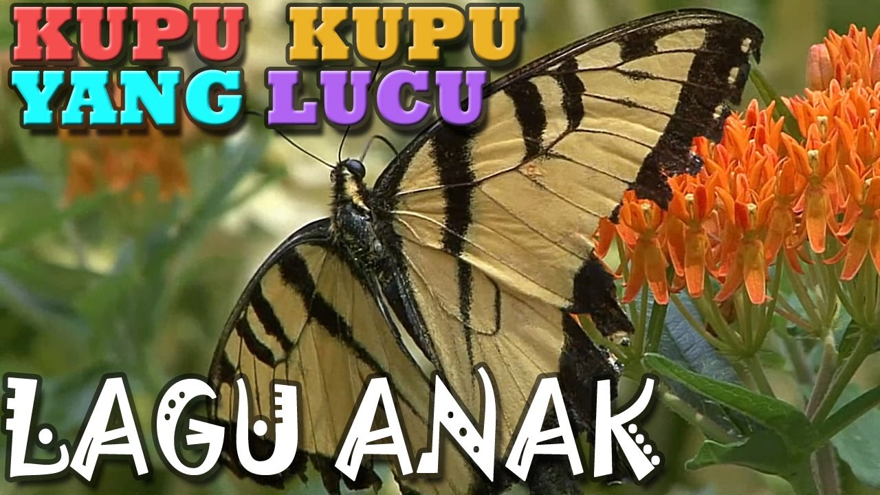 Kupu Kupu Yang Lucu | Lagu Anak Indonesia | Hiburan Anak - YouTube