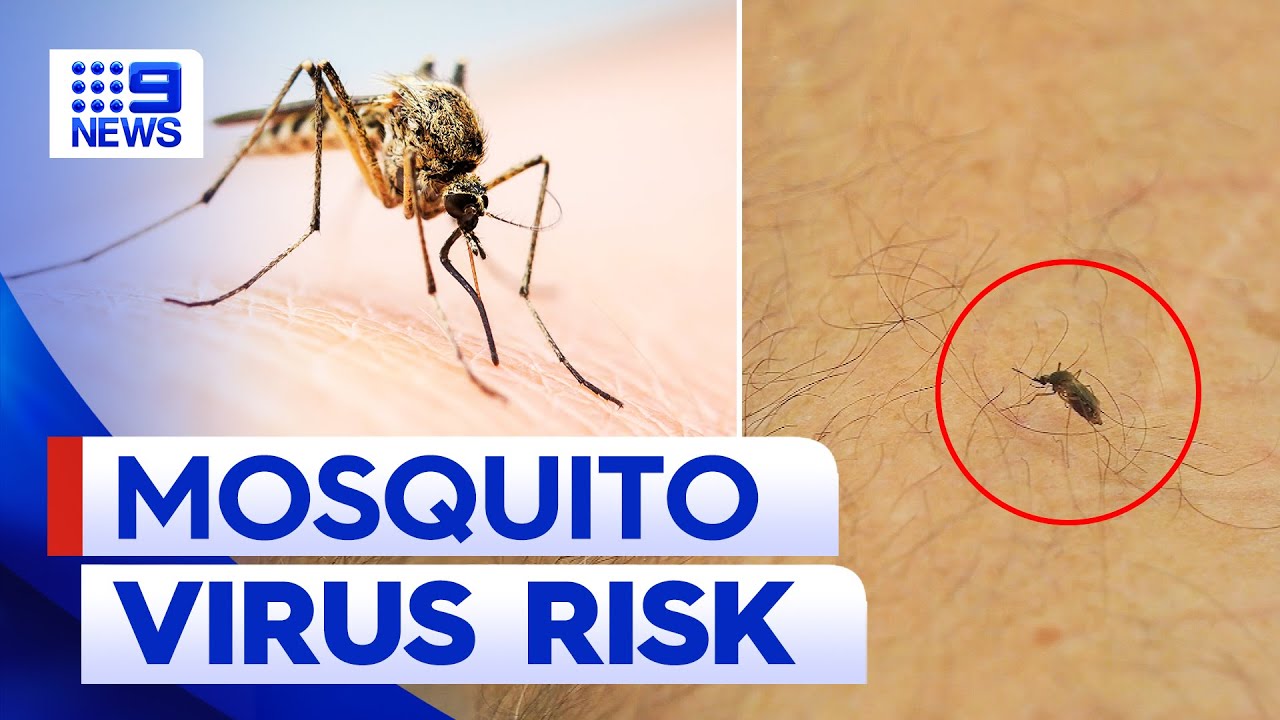 Queenslanders at increased risk of mosquito-borne Ross River virus | 9 ...