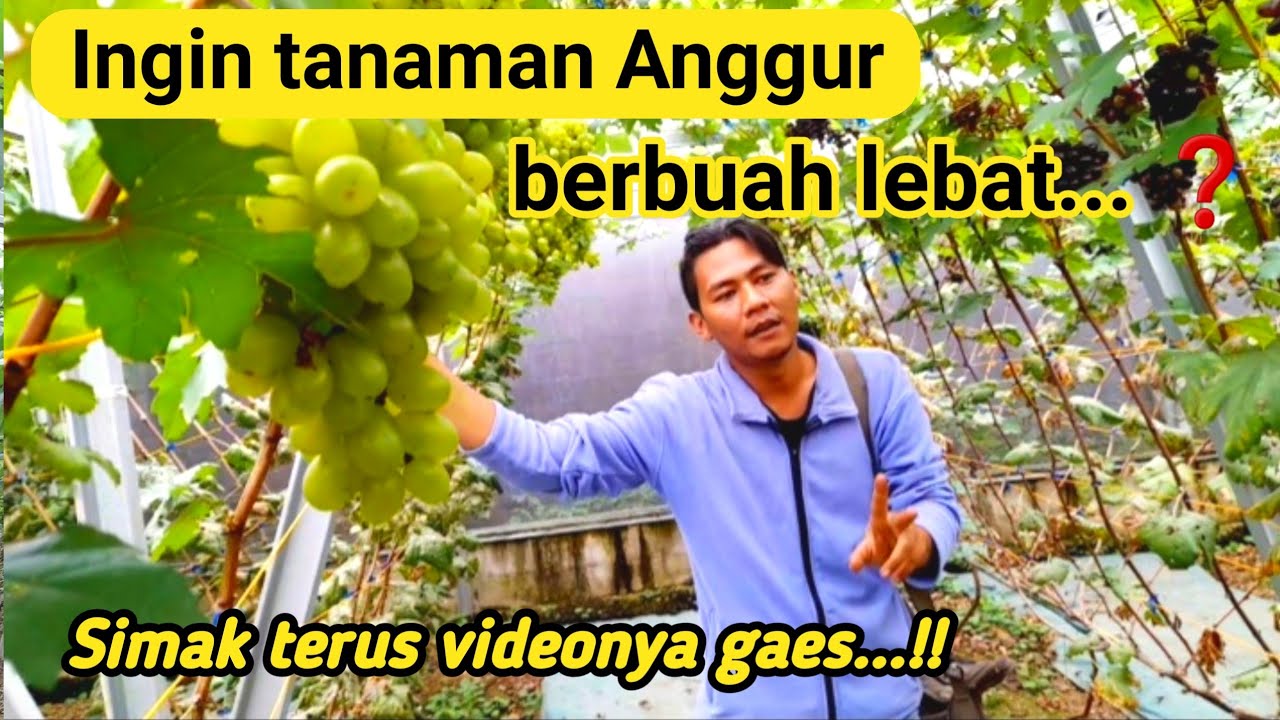 Tips Agar Tanaman Anggur Berbuah Lebat Youtube