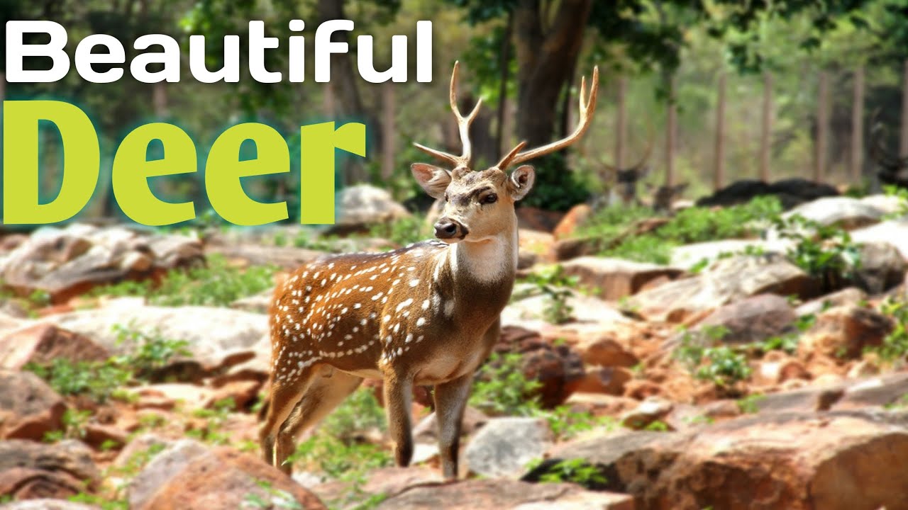 HD Beautiful Deer | Deer is fastest Animal in the world | The Jungle ...