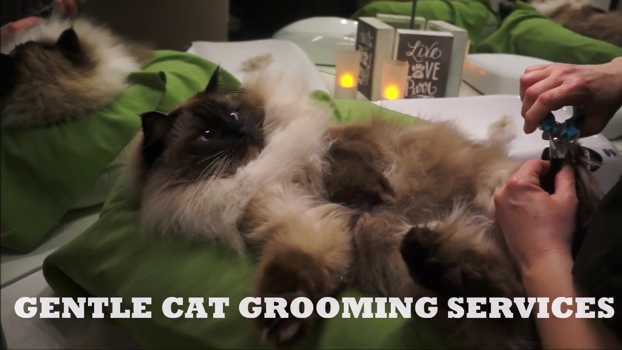 The Cat's Meow Spa Commercial Clip 2 - YouTube
