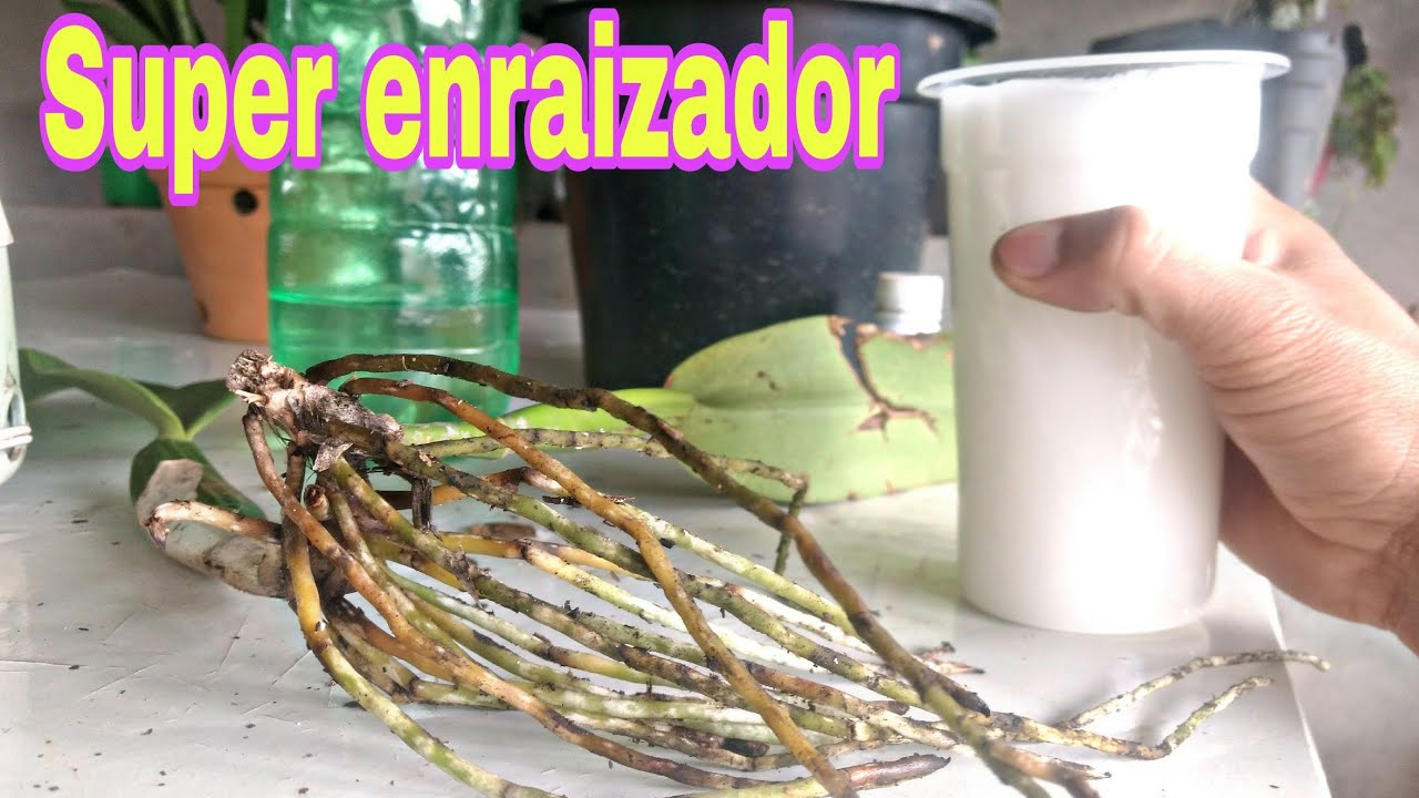 Super enraizador natural para orquídeas - YouTube