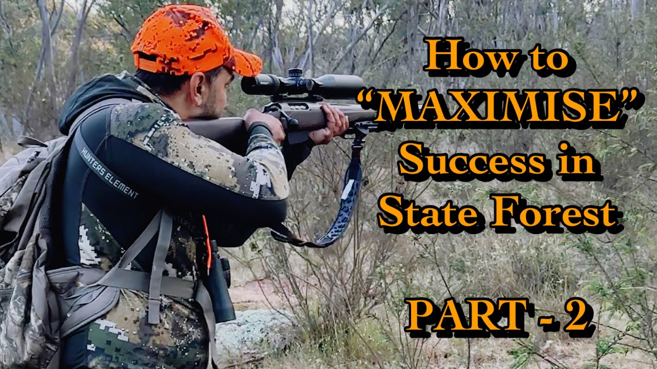 How to Hunt State Forests - Part 2 II Fallow Deer Hunting II NSW State ...
