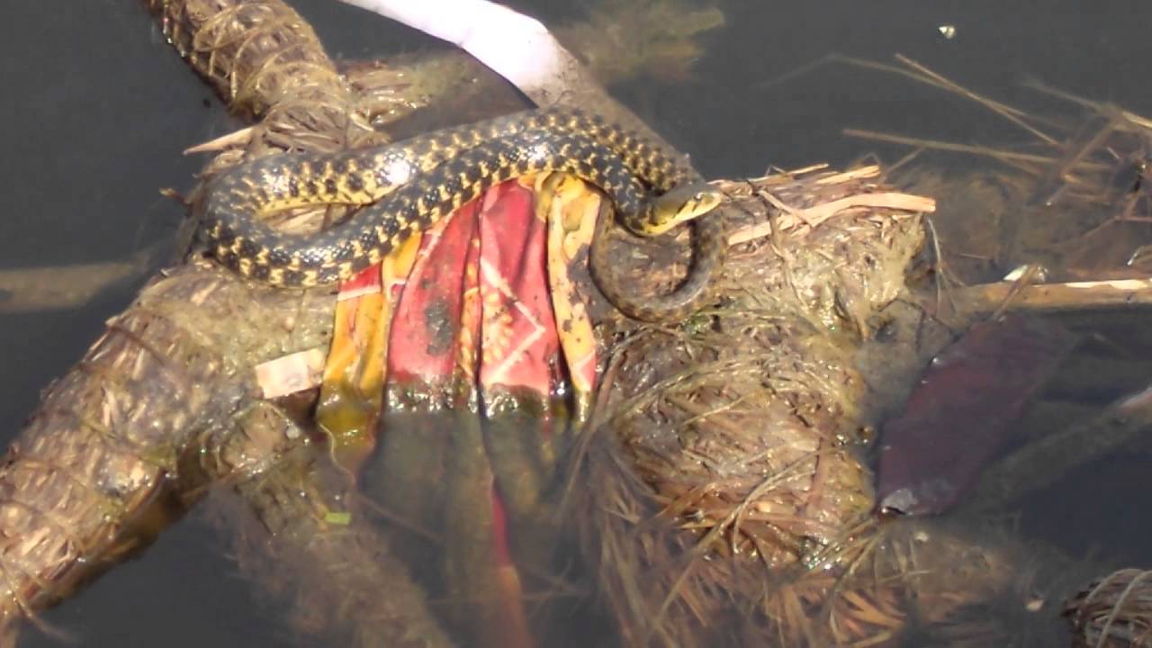 Indian Water Snake Taking Sun Bath & Waiting For Hunting. - YouTube