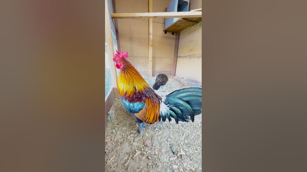 chicken, qaib dib #182 Huajvam Thoj - YouTube