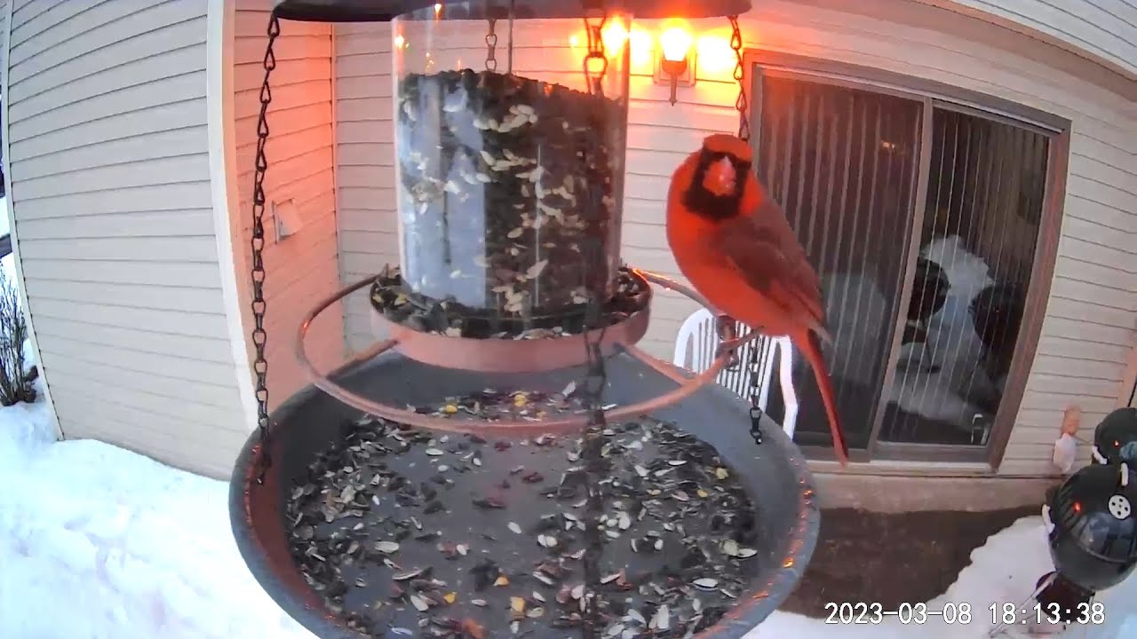 2023/03/08 - Northern Cardinal eats dinner by himself - YouTube